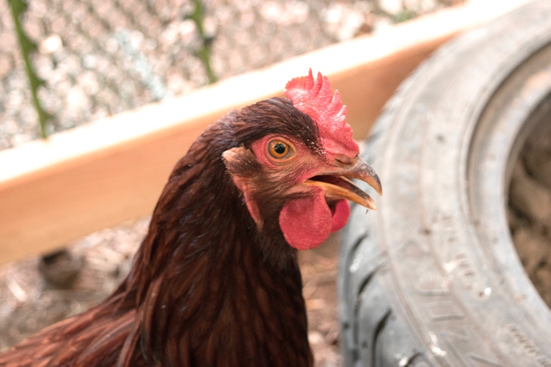 chicken-colombia-magical-realism